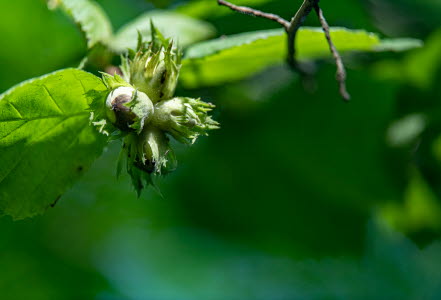 Naturvård i Likstammens Kunskapsskog | Holmen Skog