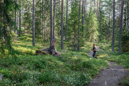 Holmen Skog - köper ditt virke och förvaltar din skog | Holmen Skog