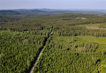 Responsible Forestry: Our Foundation | Holmen Board & Paper