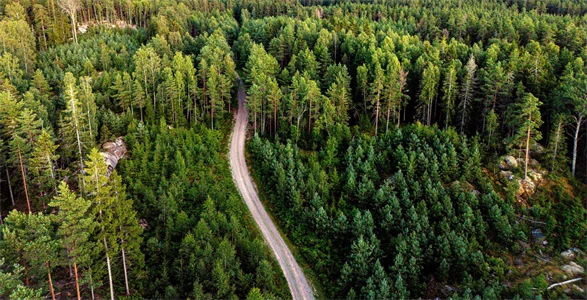 Forestry and wood construction - how sustainable is it? - Holmen Wood ...
