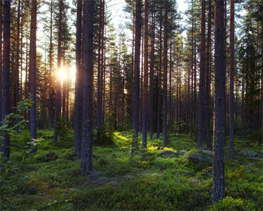 Climate Smart Forestry Reduces Carbon Dioxide | Holmen