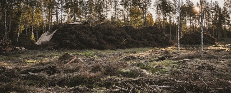 Skogsbränsle ger mer - ökar intäkter och är bra för miljön | Holmen Skog