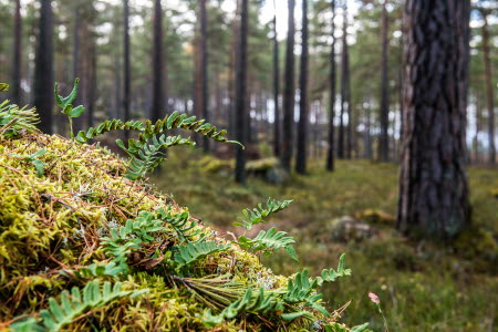 Holmen’s Knowledge forests - for gathering and sharing knowledge