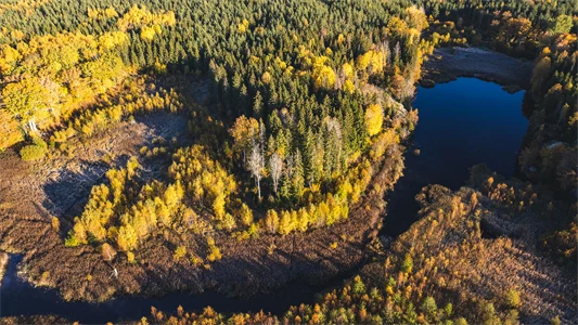 Ältsjön i Länna Kunskapsskog | Holmen Skog