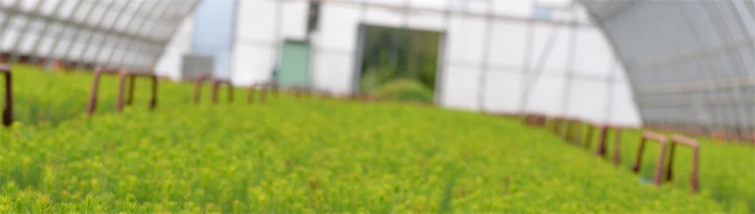 Gideå nursery, Holmen Forest