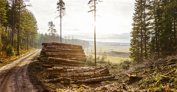 Welcome to Holmen Wood products - Holmen Wood Products