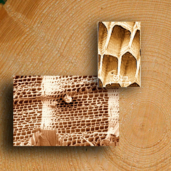 How Cellulose helps create paperboard