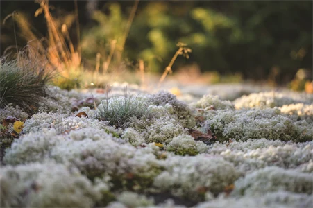 Logga in på Min skog - vår webbtjänst för dig som är kund | Holmen Skog