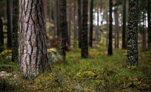 Vill du sälja virke? Gör din virkesaffär med oss! Se våra virkespriser
