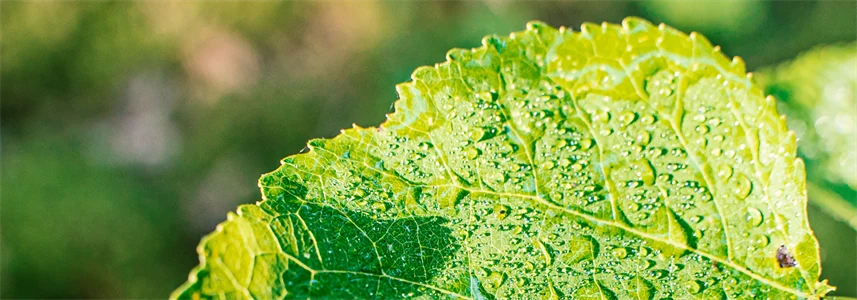 Climate Change | Holmen