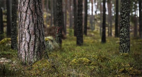 Tree species in our production - Holmen Wood Products