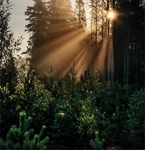 Holmen Wood Products Certificates - FSC,® PEFC, ISO and EPD - Holmen ...