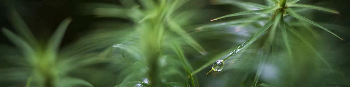 Our Sustainable Production Processes | Holmen Board & Paper