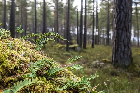 Holmen’s Knowledge forests - for gathering and sharing knowledge