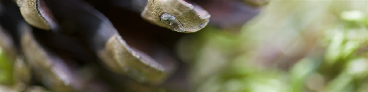 Our Products' Sustainable Advantage | Holmen Board & Paper