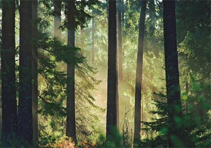 How we manage and refine the forest