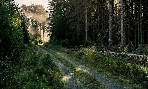 FSC or PEFC certified paper – what does it mean?