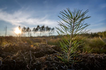 Read more about how we at Martinsons work with a future-proof ...