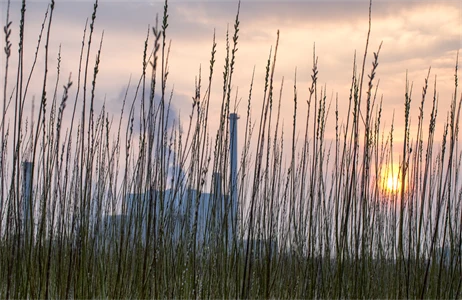 Harvesting The Bioenergy Benefits | Holmen