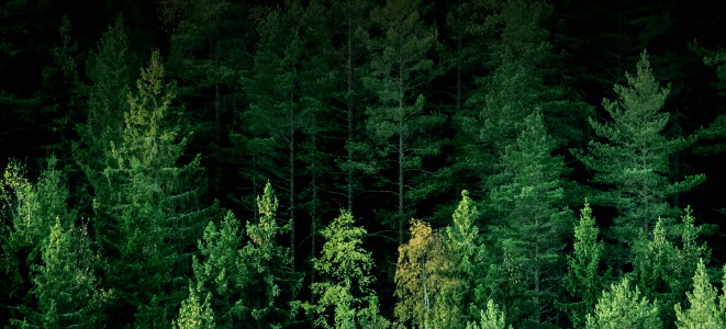 Holmen - An important climate actor