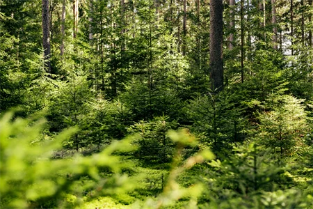 WOOD Talks - we clear up what prejudices there are about wood ...