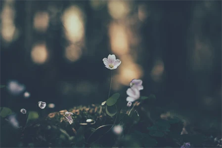 Logga in på Min skog - vår webbtjänst för dig som är kund | Holmen Skog