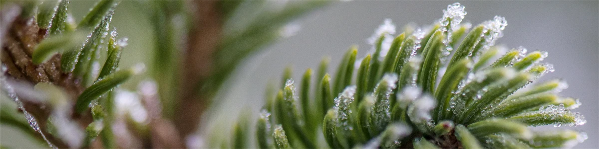 Our Sustainability Stories in Action | Holmen Board & Paper