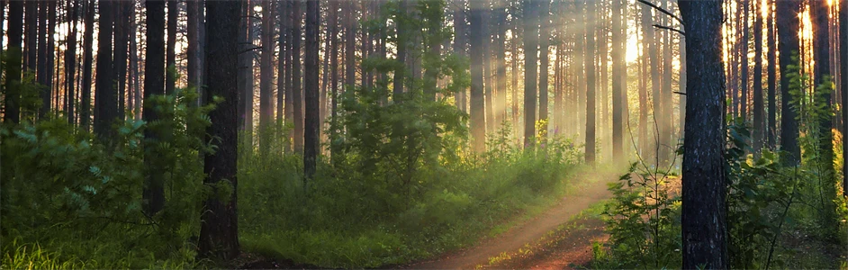 Swedish wood - sustainable at all stages - Holmen Wood Products